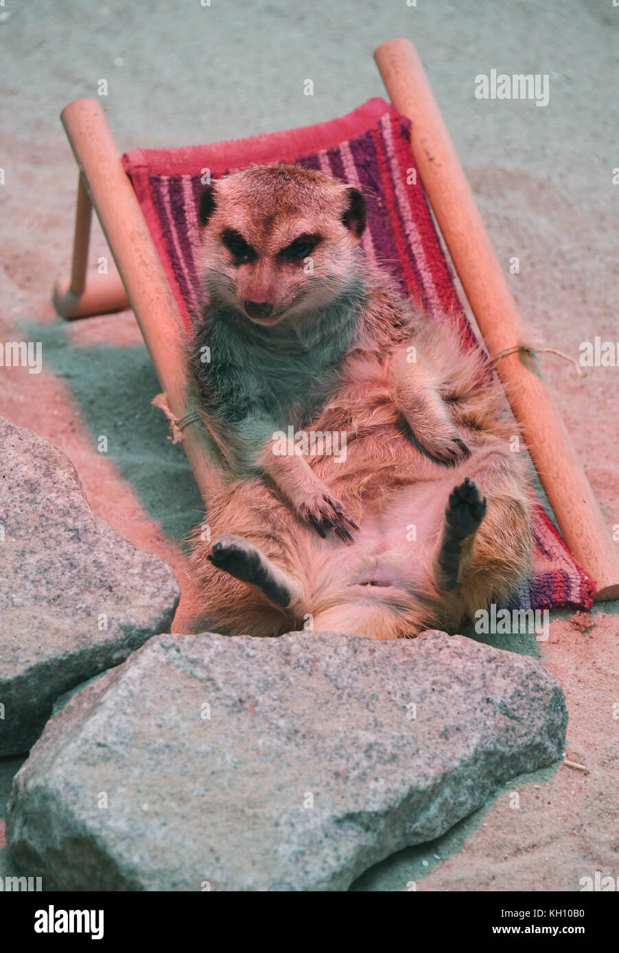 Karlsruhe, Germany. 10th Nov, 2017. 12 year old meerkat lady 'Frau ...