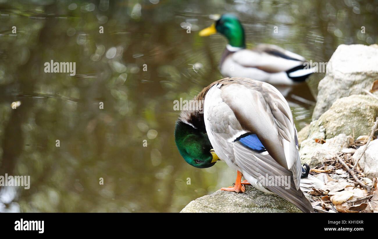 Feedingducks hi-res stock photography and images - Alamy