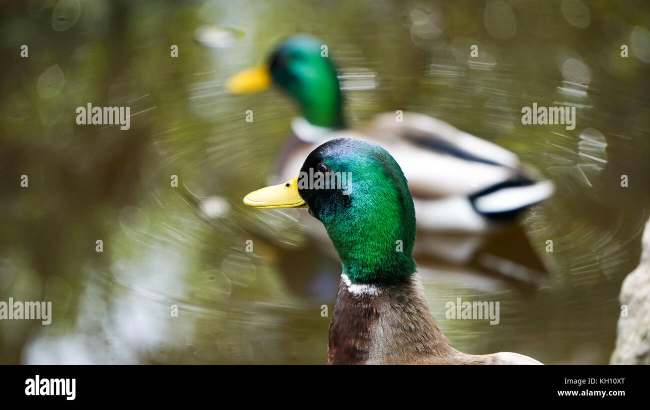 Feedingducks hi-res stock photography and images - Alamy