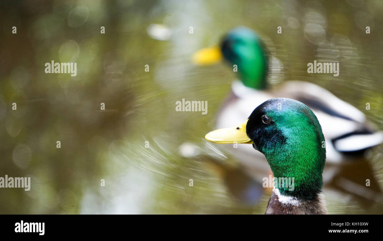 Feedingducks hi-res stock photography and images - Alamy