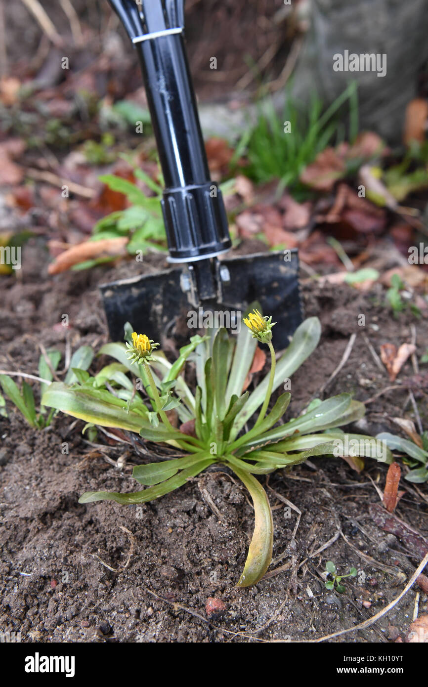 Anklam, Germany. 10th Nov, 2017. Russian dandelion on a testing area in ...