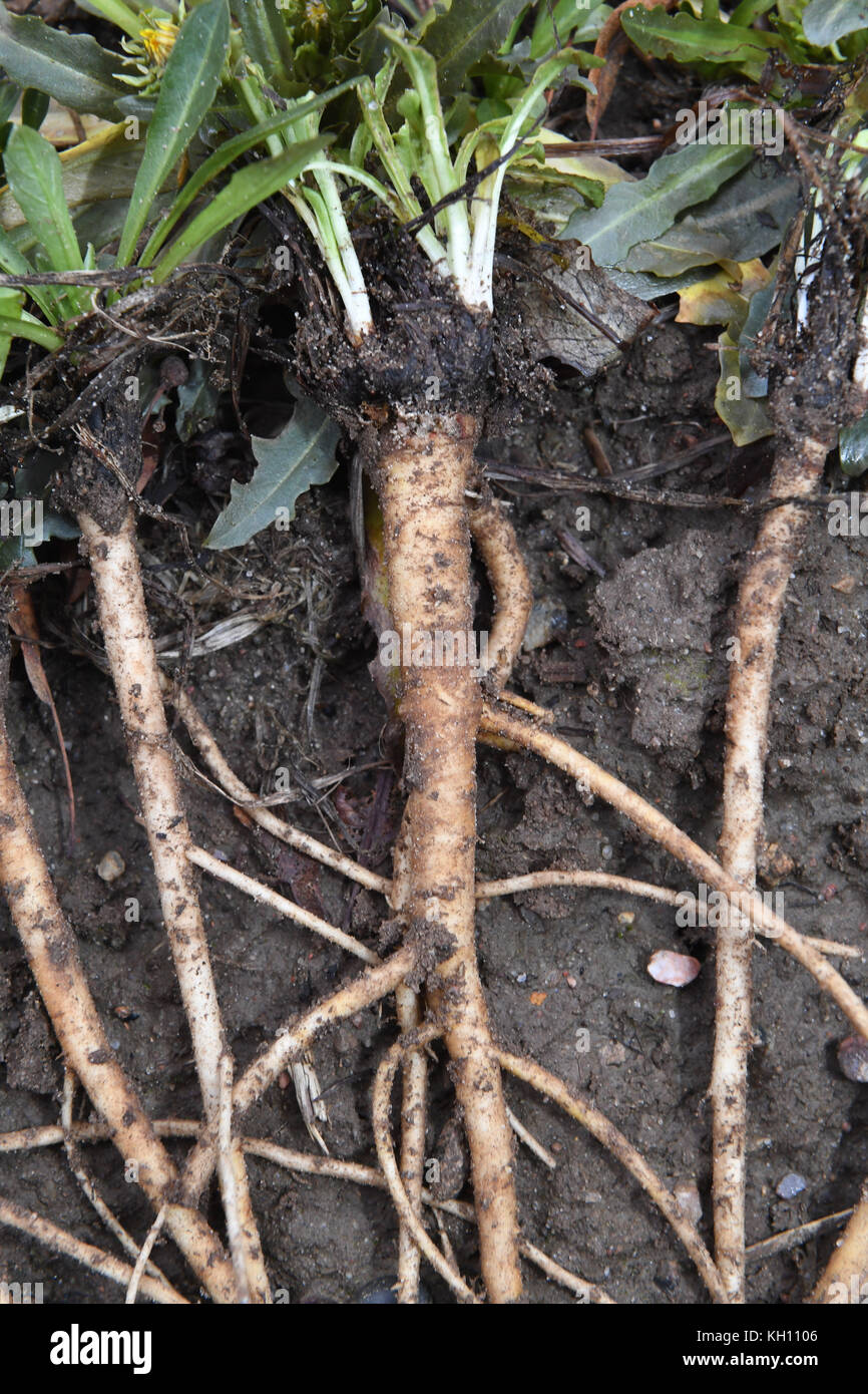 Russian dandelion continental hi-res stock photography and images - Alamy