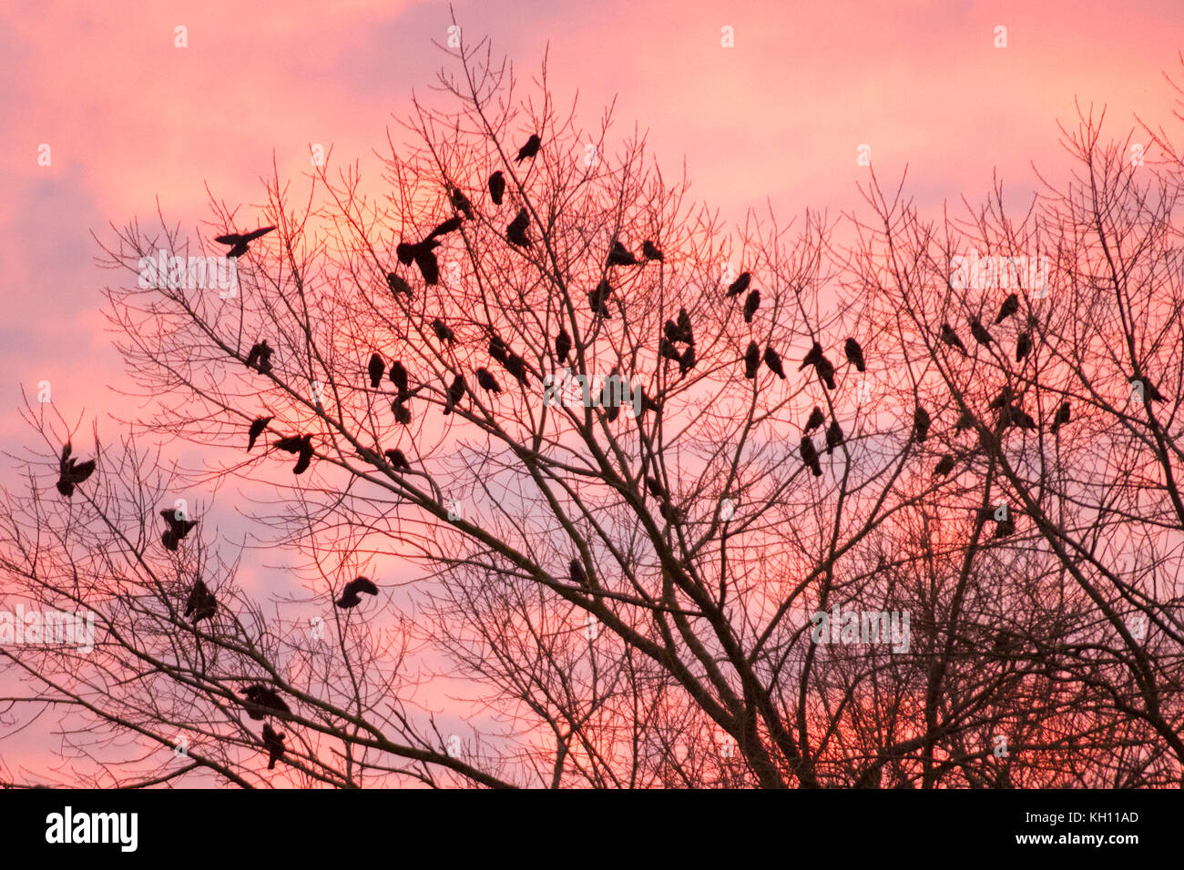 Crow gathering together hi-res stock photography and images - Alamy