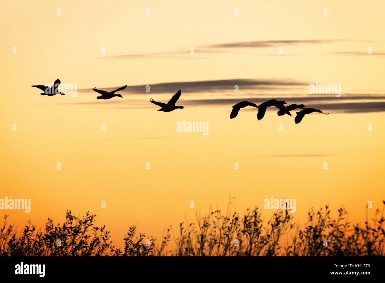 bird flying goose canada goose waterfowl geese fowl wings wildfowl ...