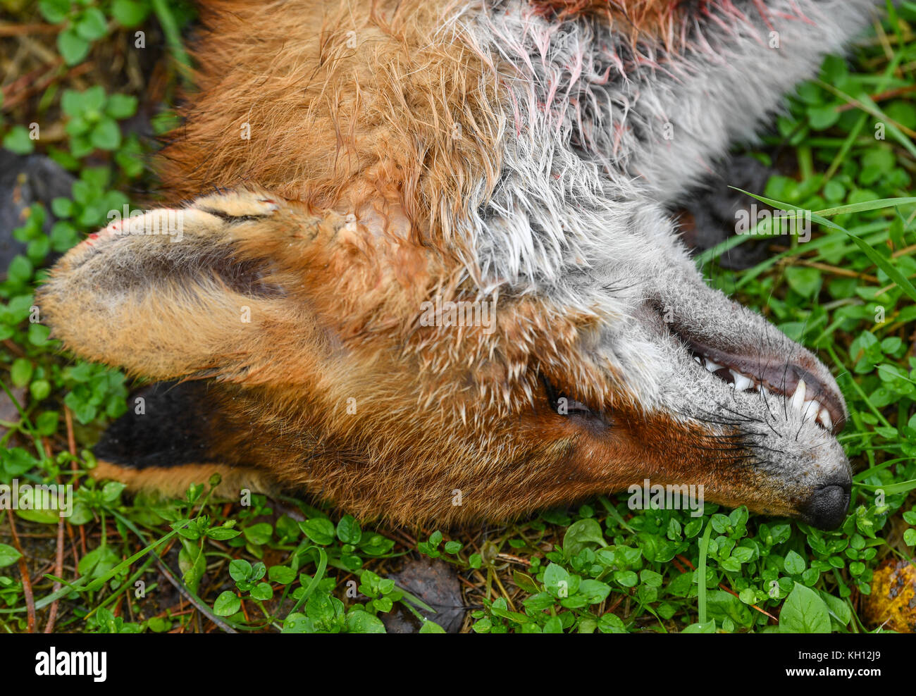 A killed fox lying on the floor after an old-fashioned hunt in a forest ...