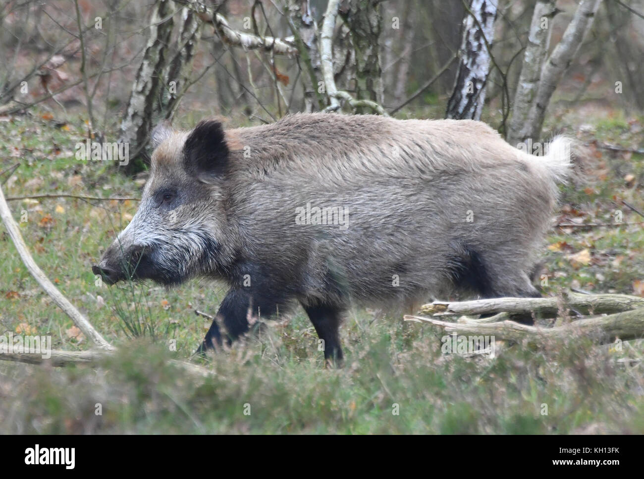 Elstal, Germany. 13th Nov, 2017. Picture of a wild boar taken in the ...