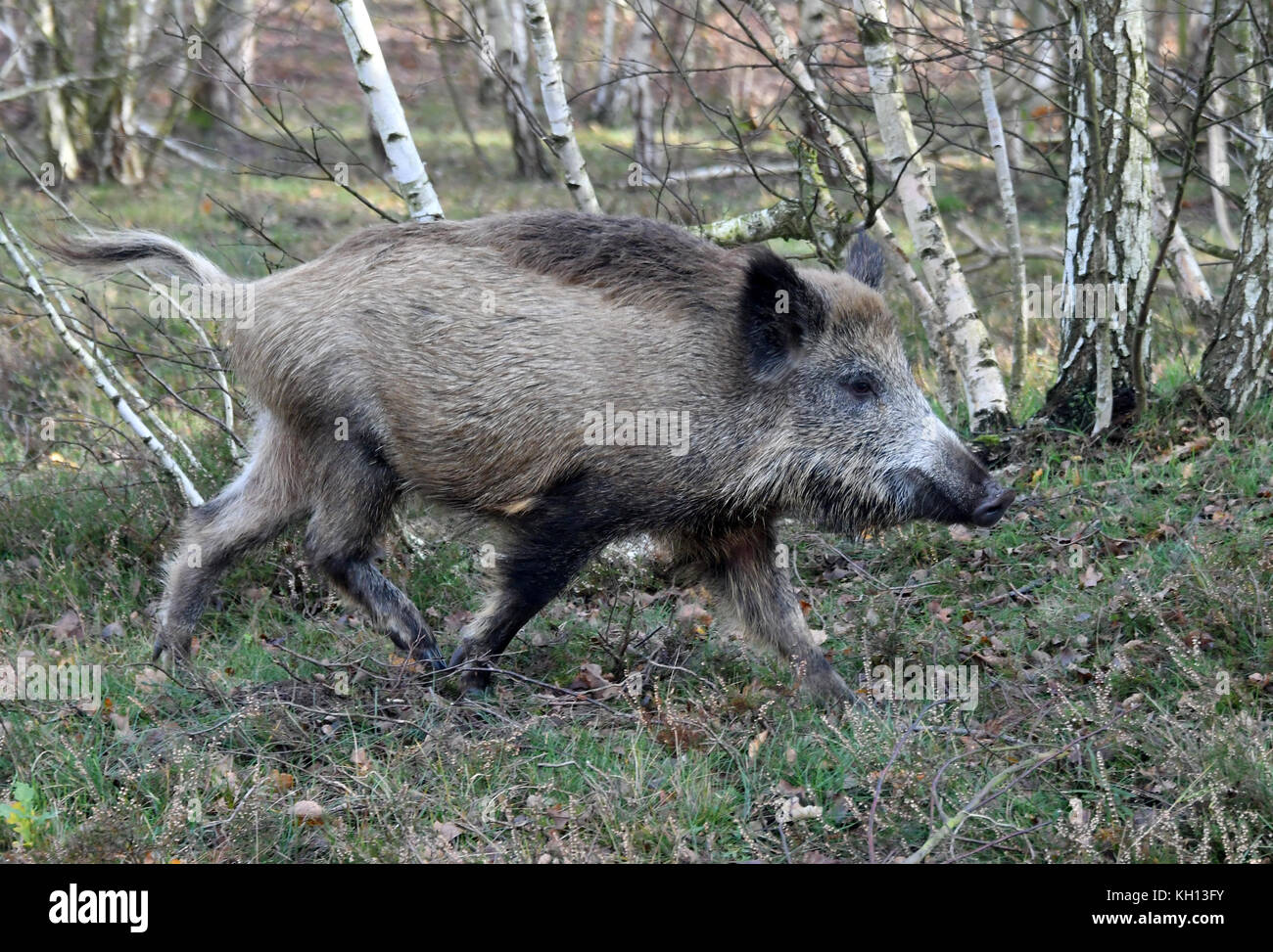 Elstal, Germany. 13th Nov, 2017. Picture of a wild boar taken in the ...