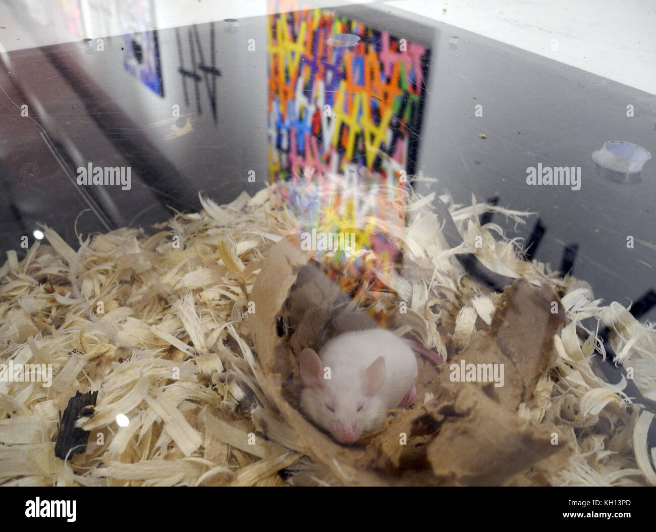 New York, USA. 09th Nov, 2017. Live mice are shown in boxes made of ...