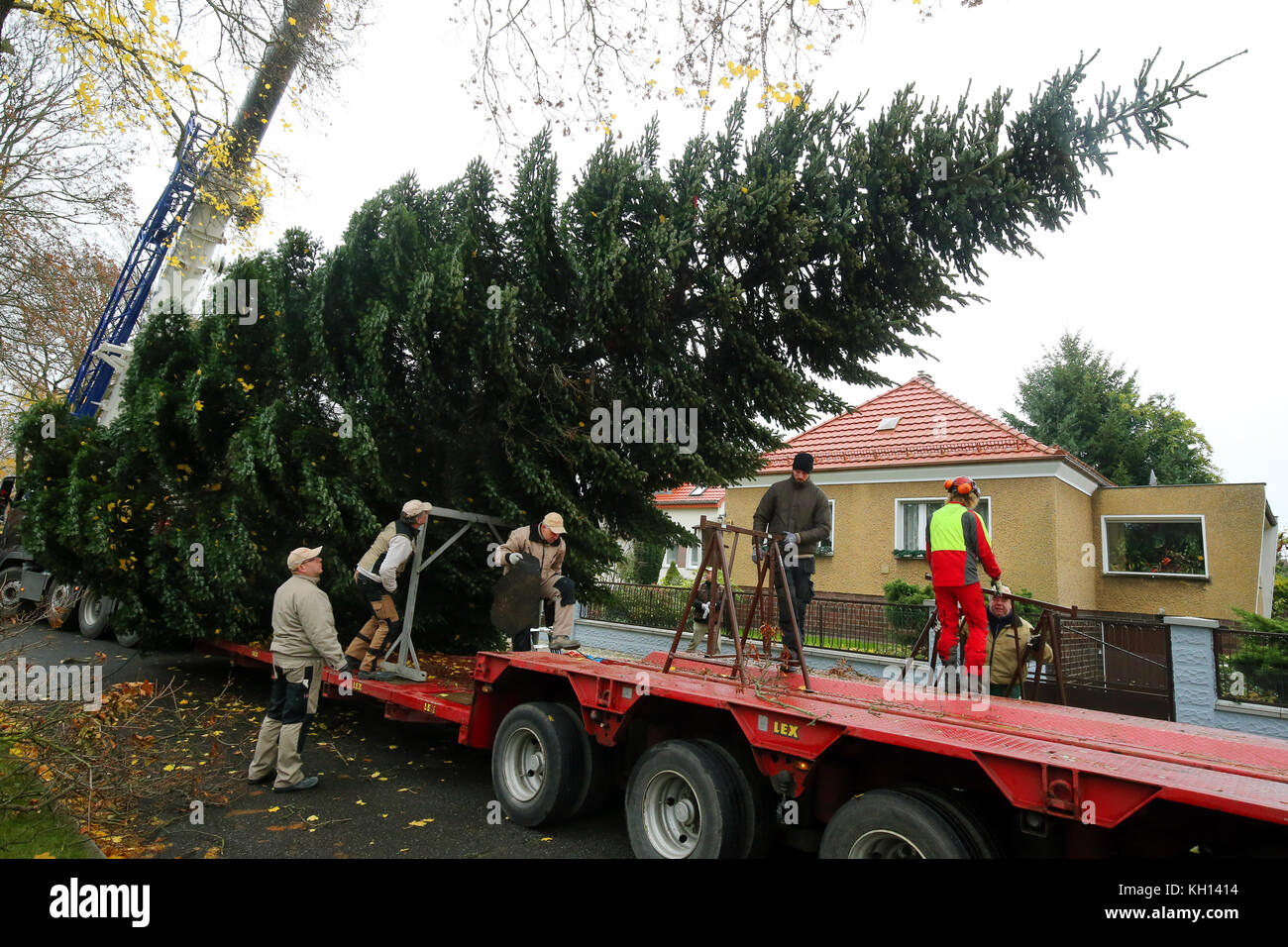 Berlin, Germany. 13th Nov, 2017. A Nordman fir tree of about 17 metres ...