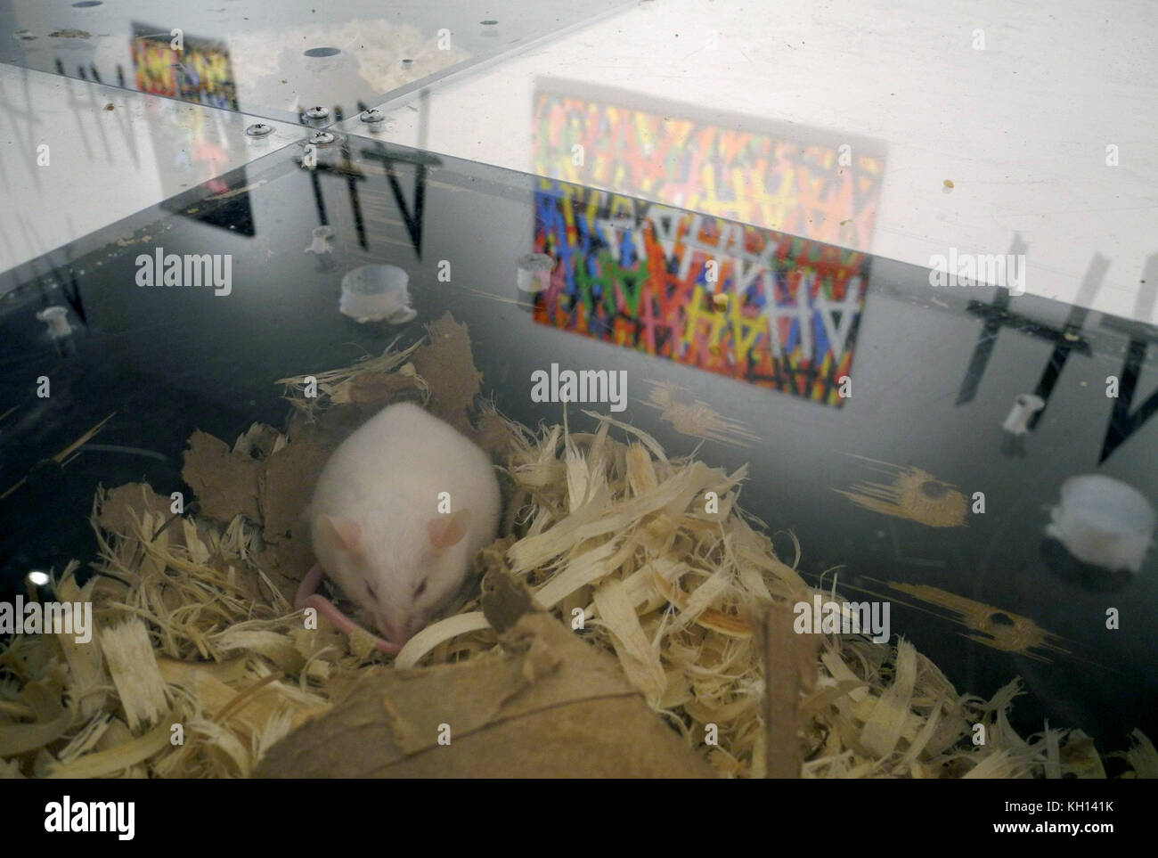 New York, USA. 09th Nov, 2017. Live mice are shown in boxes made of ...