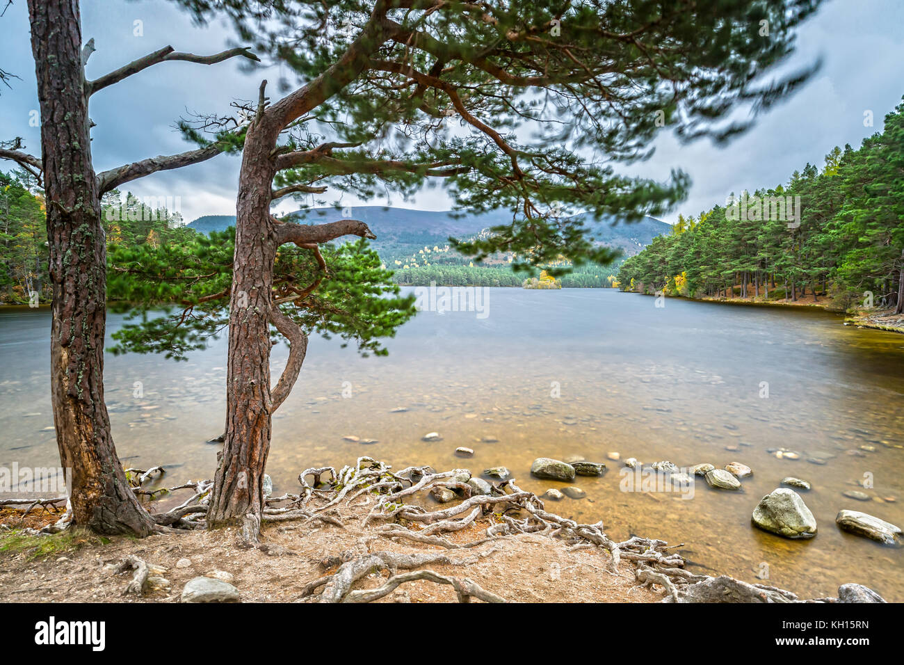 Impressions of the Rothiemurchus Forrest in Cairngorms National Park ...