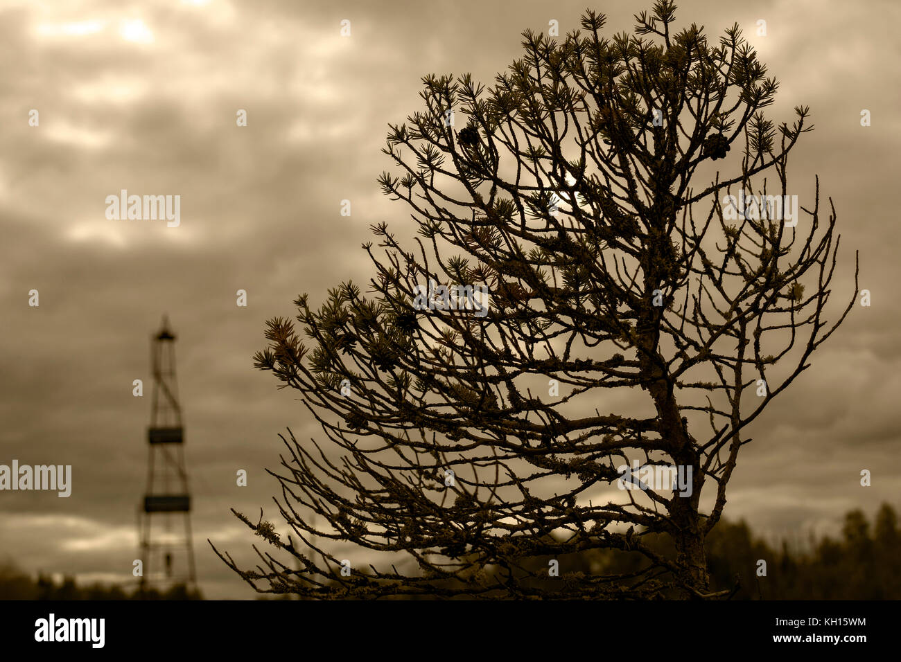 Crooked pine tree hi-res stock photography and images - Alamy