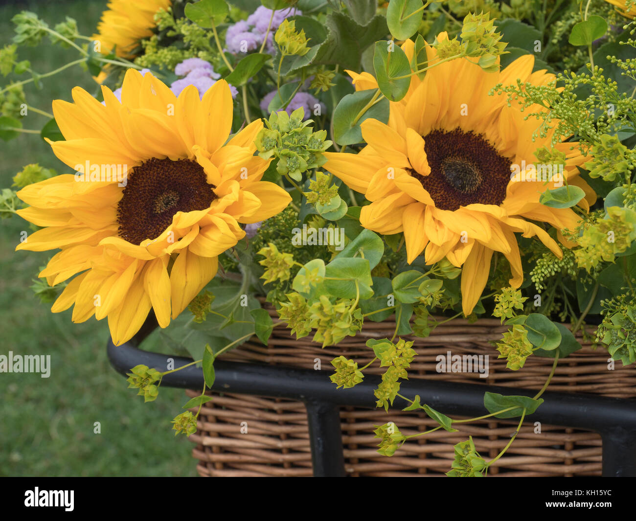 Sunflower display hi-res stock photography and images - Alamy