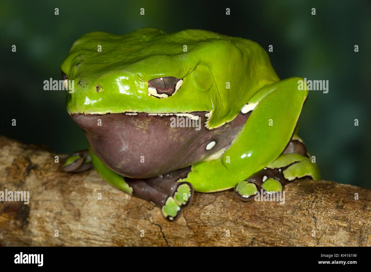 Giant Waxy Monkey Frog, Phyllomedusa bicolor, Amazon rainforest Stock ...