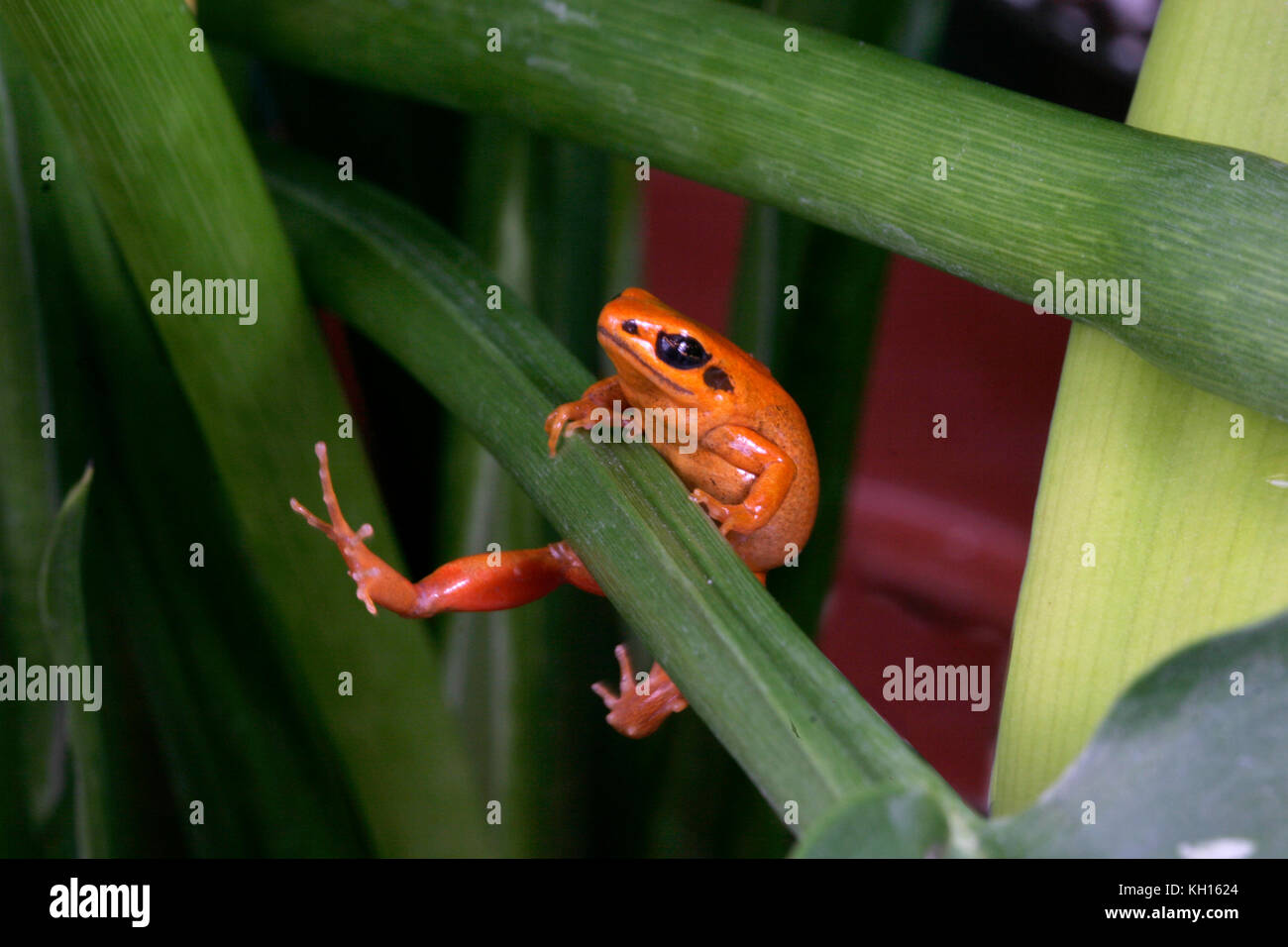 Black-Eared Mantella, Mantella milotympanum, Critically Endangered ...