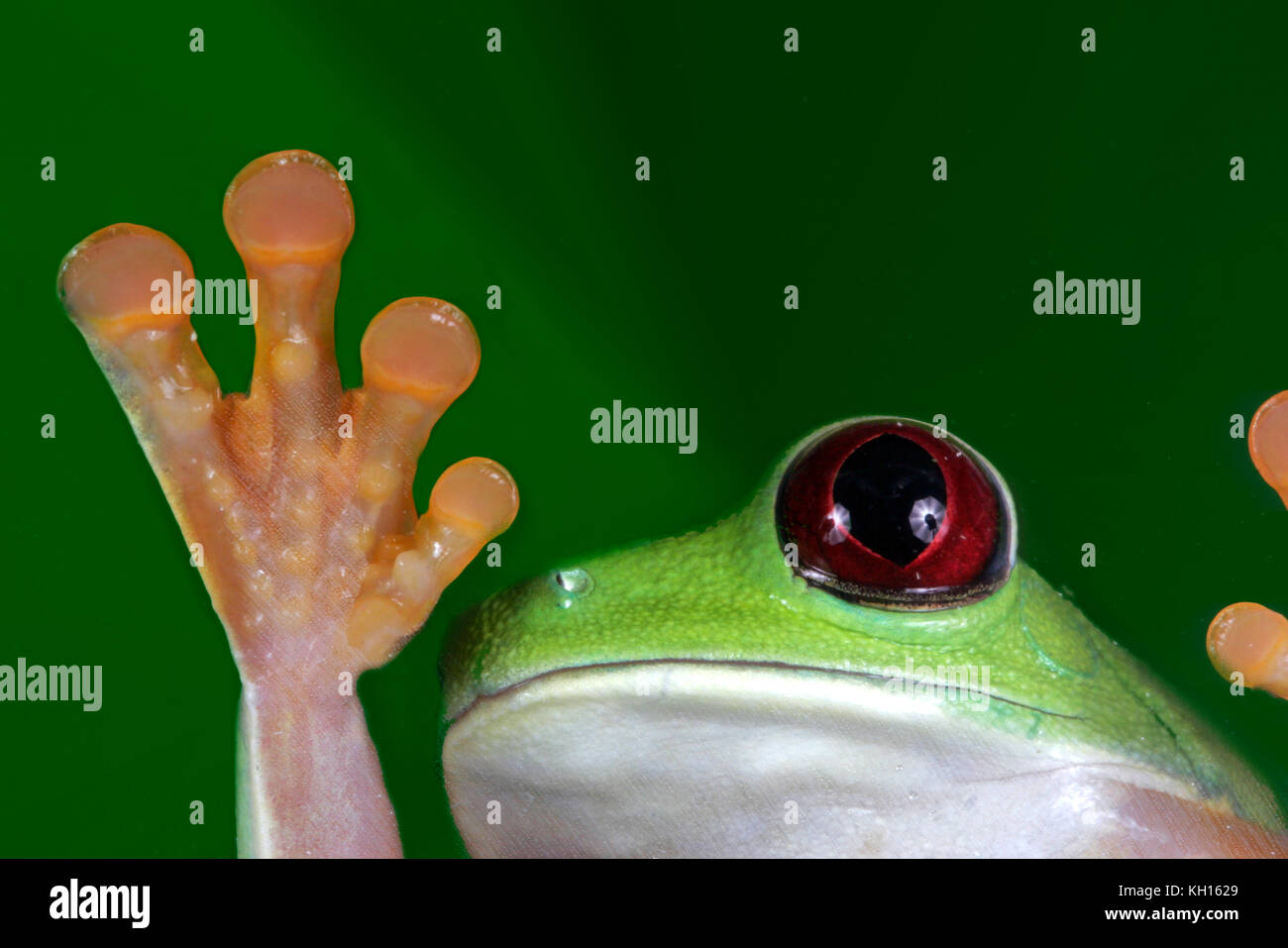 Frog suction feet hi-res stock photography and images - Alamy