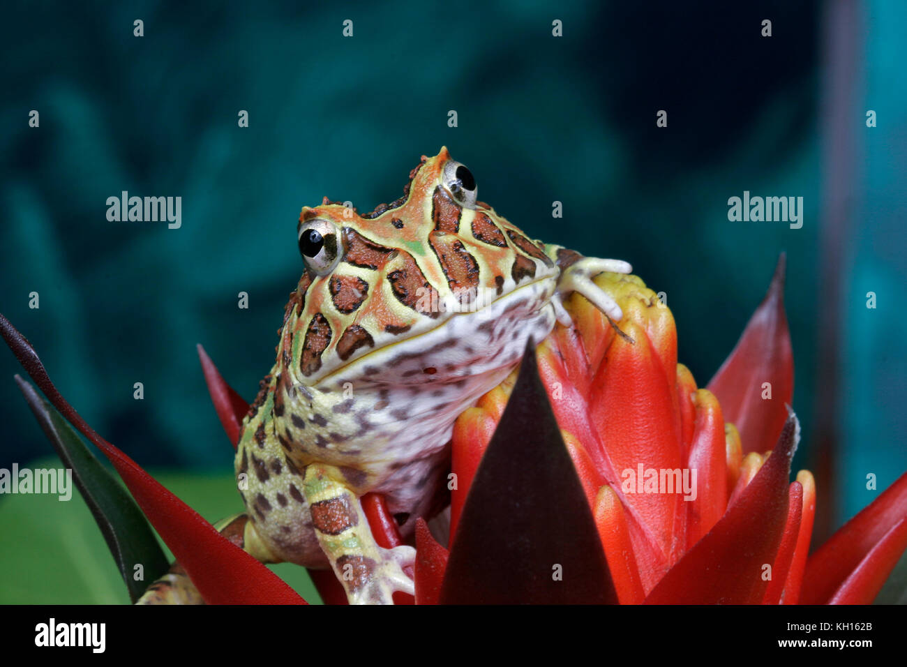 Argentinian Horned Frog, Ceratophrys sp Stock Photo - Alamy