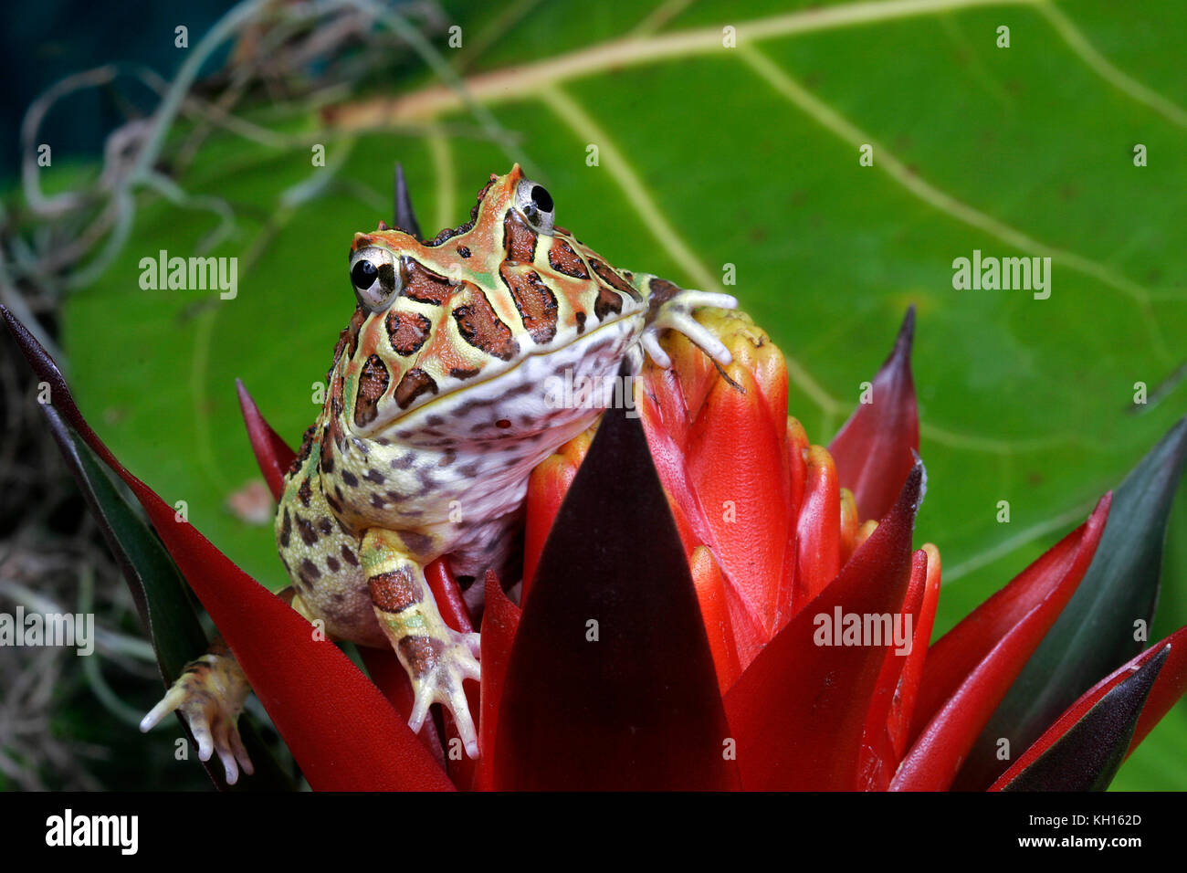 Argentinian Horned Frog, Ceratophrys sp Stock Photo - Alamy