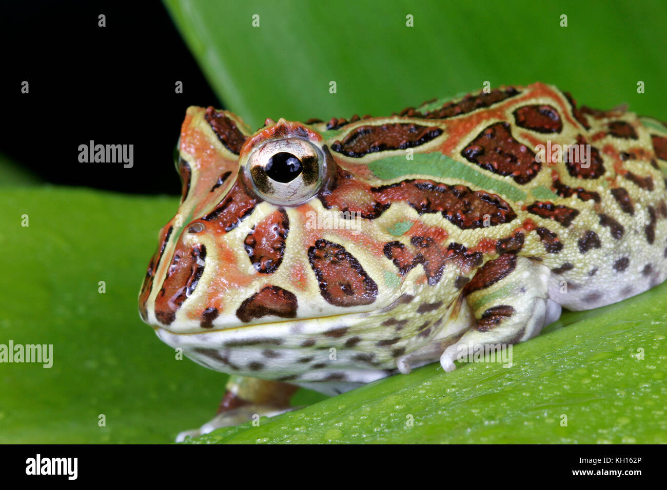 Argentinian Horned Frog, Ceratophrys sp Stock Photo - Alamy