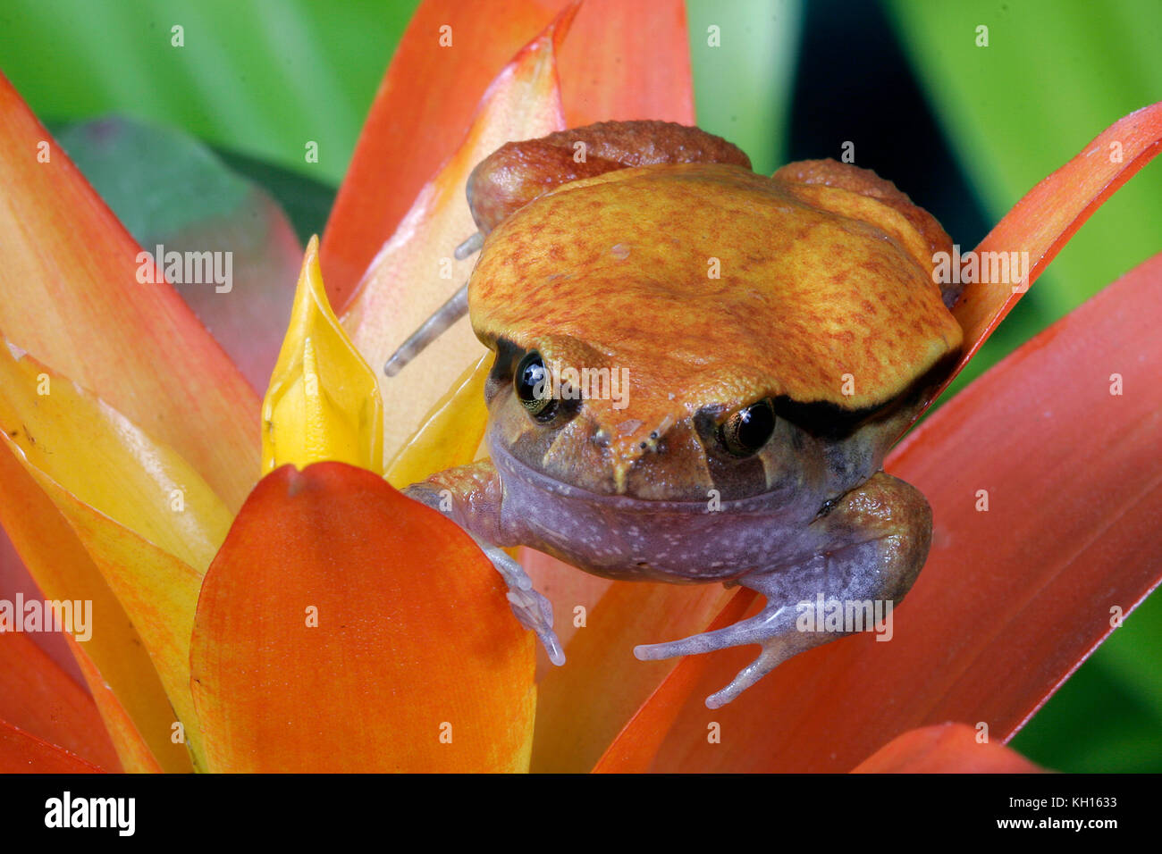 Tomato Frog, Dyscophus guineti, Madagascar Stock Photo - Alamy