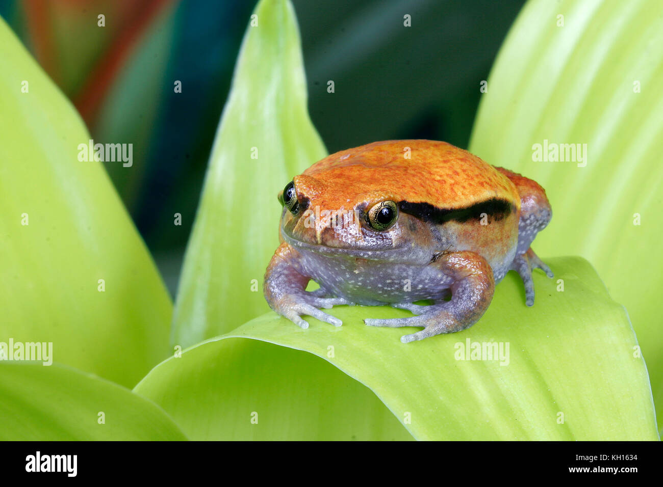 Tomato Frog, Dyscophus guineti, Madagascar Stock Photo - Alamy