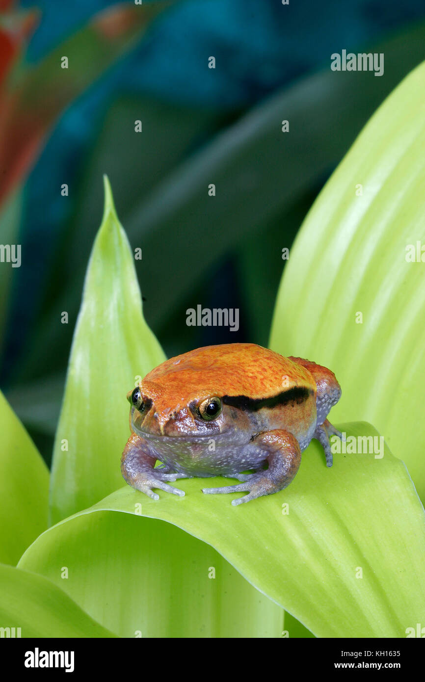 Tomato Frog, Dyscophus guineti, Madagascar Stock Photo - Alamy