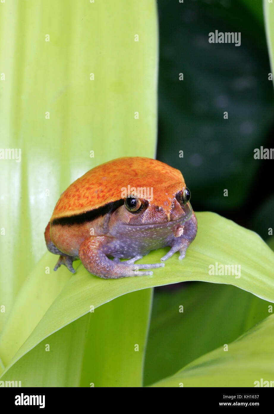 Tomato Frog, Dyscophus guineti Stock Photo - Alamy