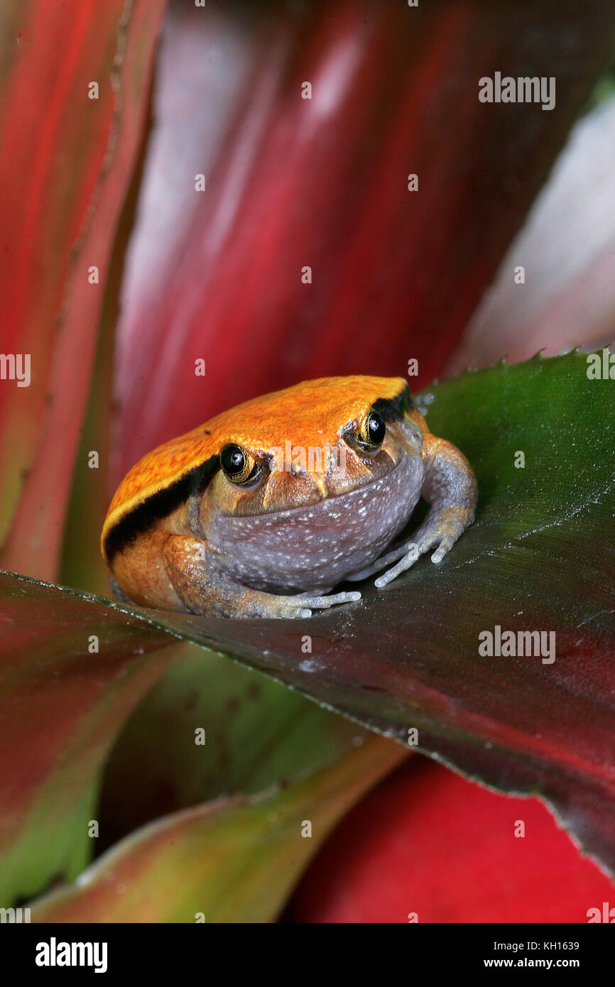 Tomato Frog, Dyscophus guineti Stock Photo - Alamy