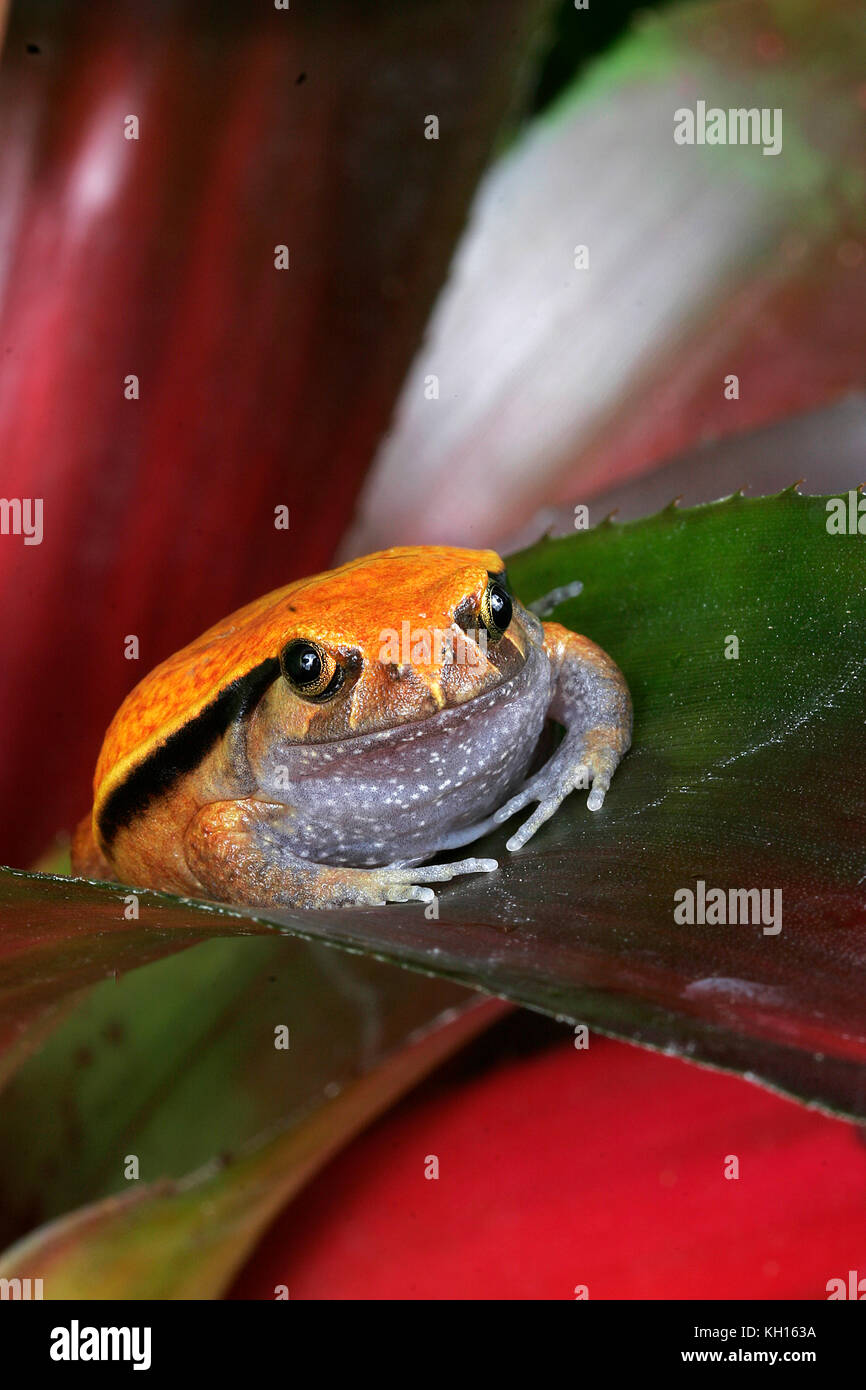 Tomato Frog, Dyscophus guineti Stock Photo - Alamy