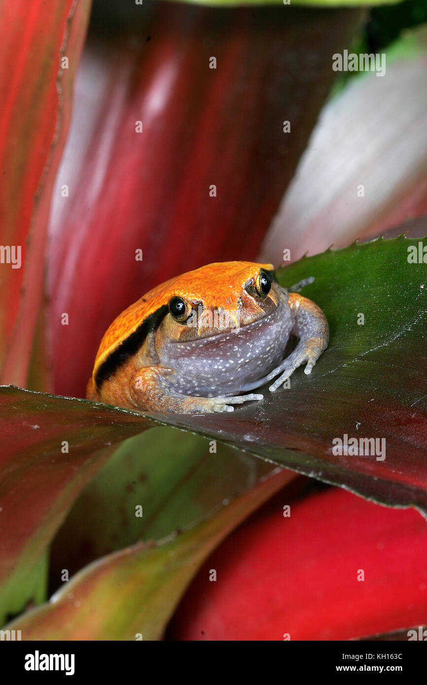 Tomato Frog, Dyscophus guineti Stock Photo - Alamy