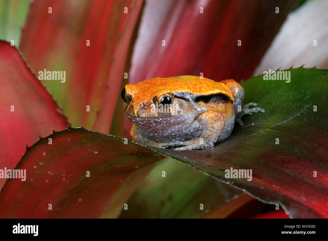 Tomato Frog, Dyscophus guineti Stock Photo - Alamy