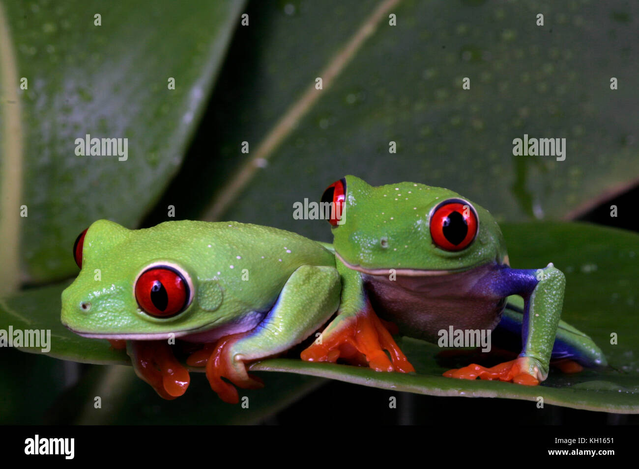 Red Eye Tree Frog, Agalychnis callidryas, Costa Rica Stock Photo - Alamy
