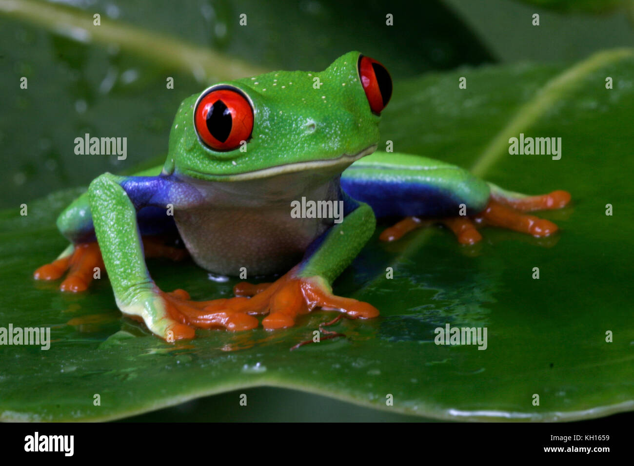 Red Eye Tree Frog, Agalychnis callidryas, Costa Rica Stock Photo - Alamy