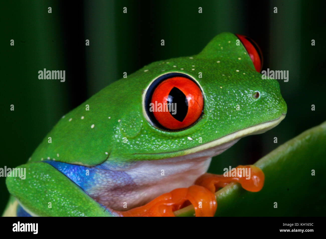 Red Eye Tree Frog, Agalychnis callidryas, Costa Rica Stock Photo - Alamy