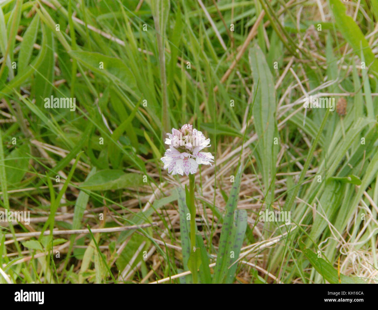 Common spotted orchid flower Stock Photo - Alamy
