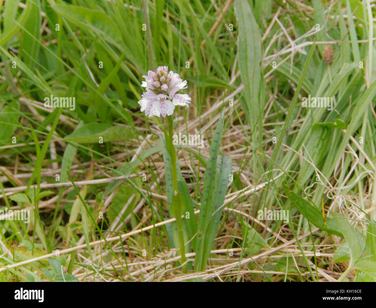 Common spotted orchid flower Stock Photo - Alamy