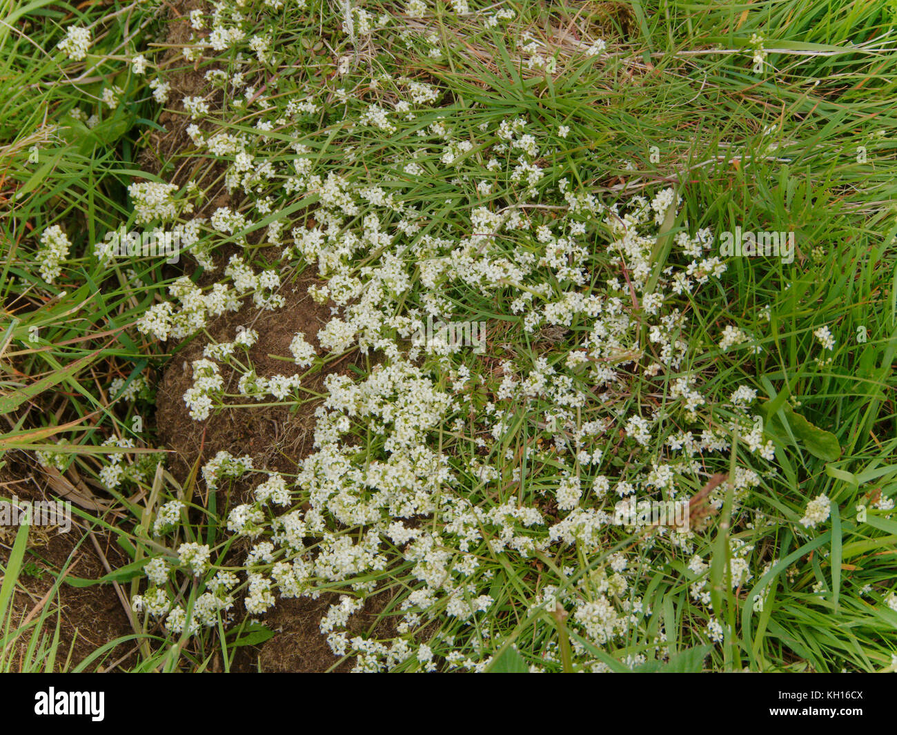Gypsophila on the roadside Stock Photo - Alamy