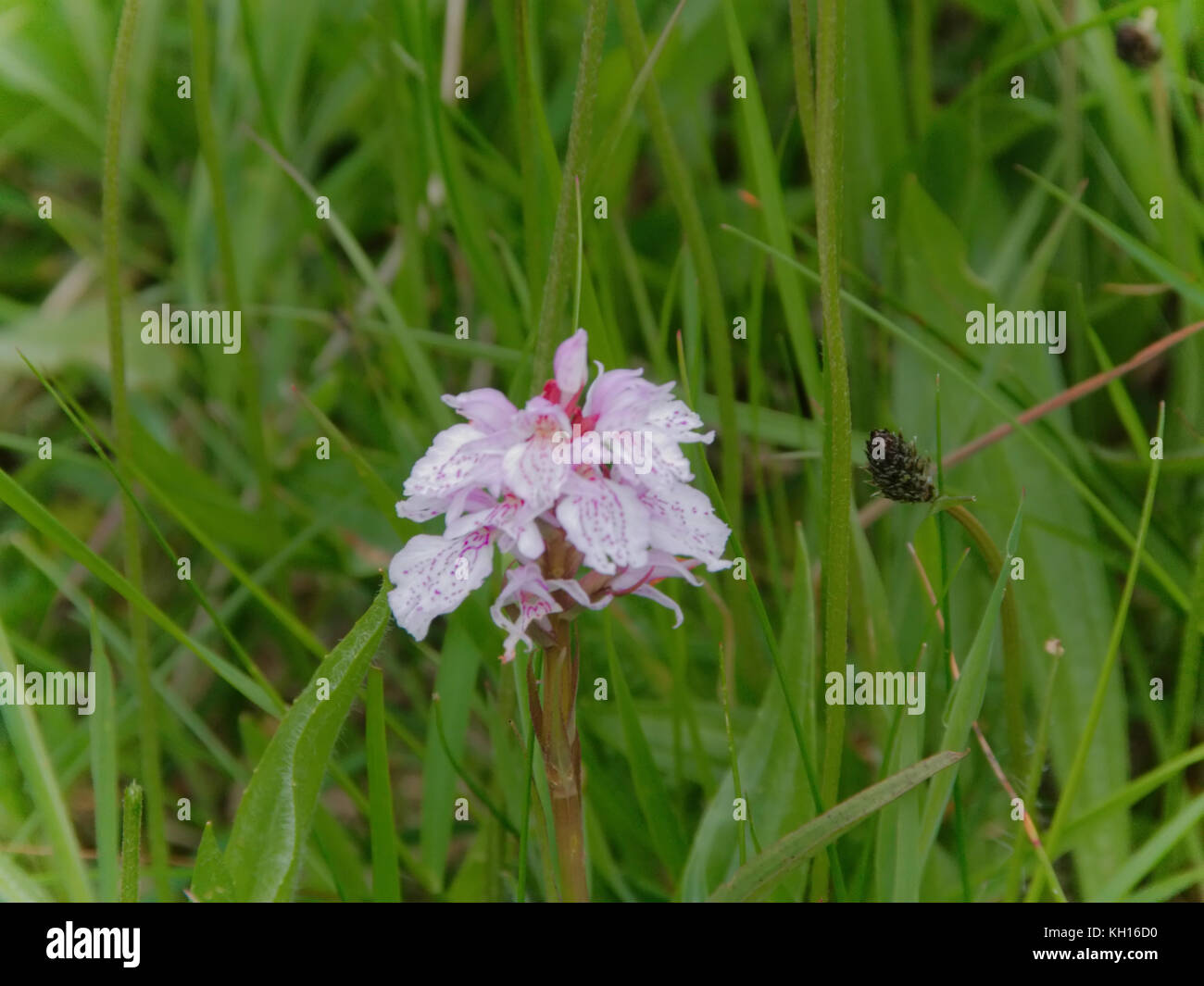 Common spotted orchid flower Stock Photo - Alamy