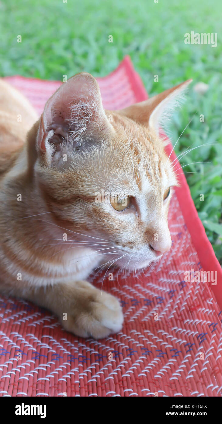 brown cat on the mat Stock Photo - Alamy