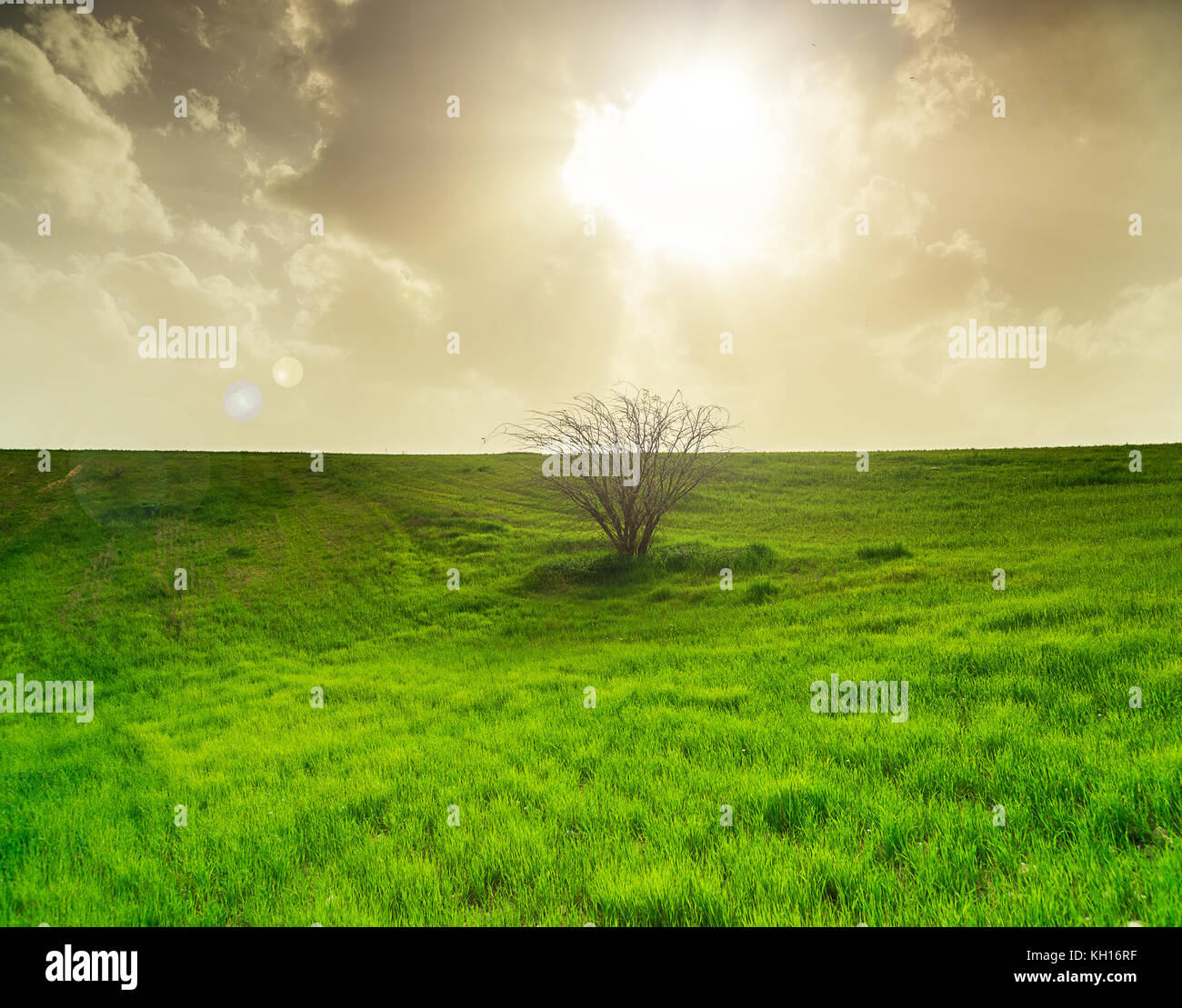 rural landscape, field with green grass and tree Stock Photo - Alamy