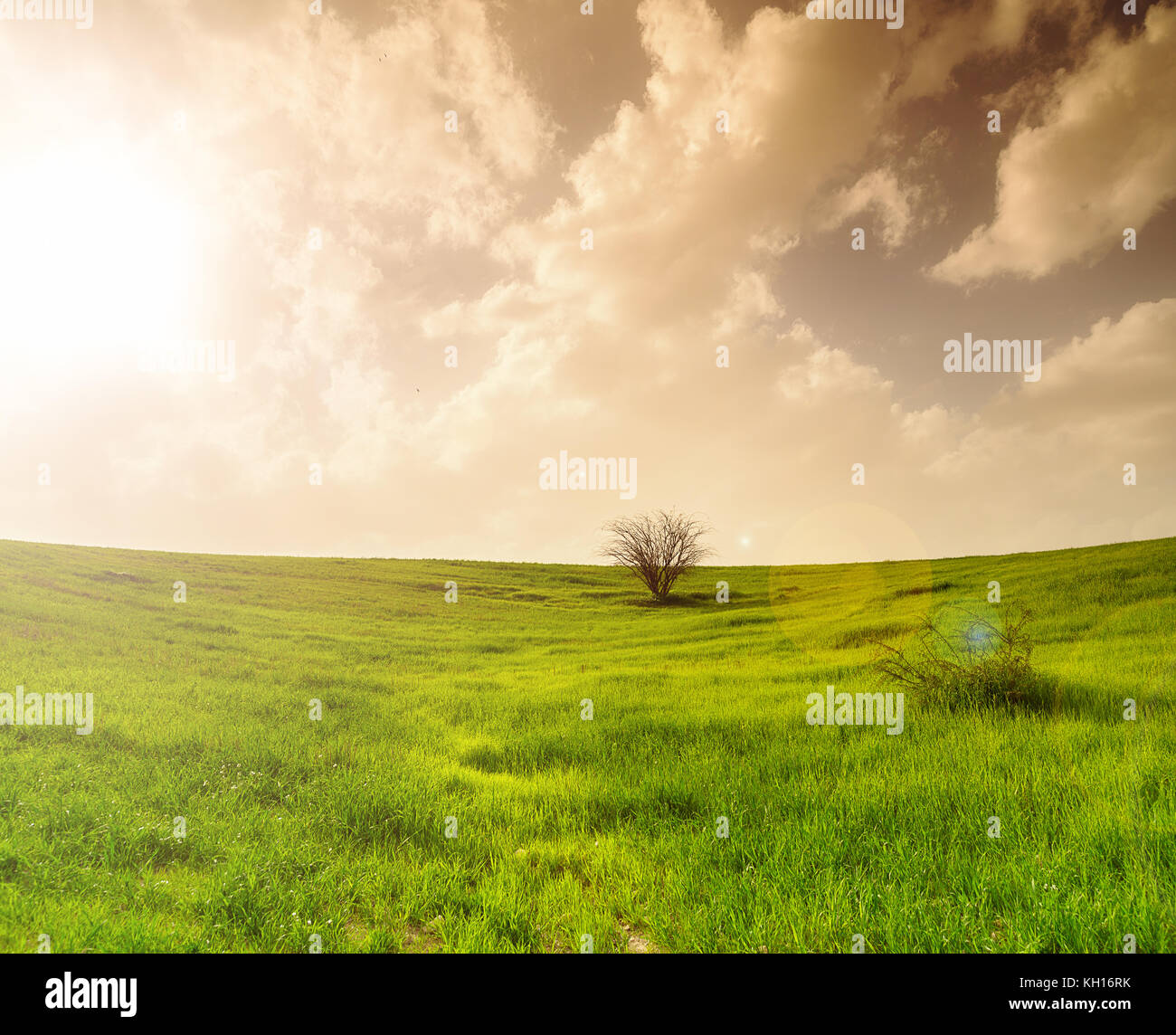 rural landscape, field with green grass and tree Stock Photo - Alamy