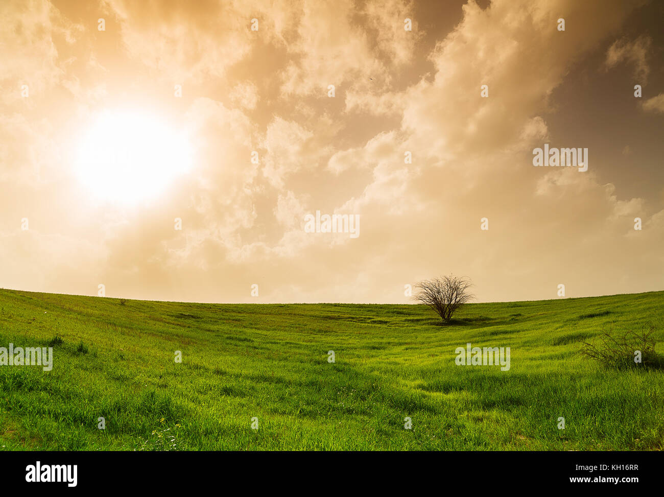 rural landscape, field with green grass and tree Stock Photo - Alamy