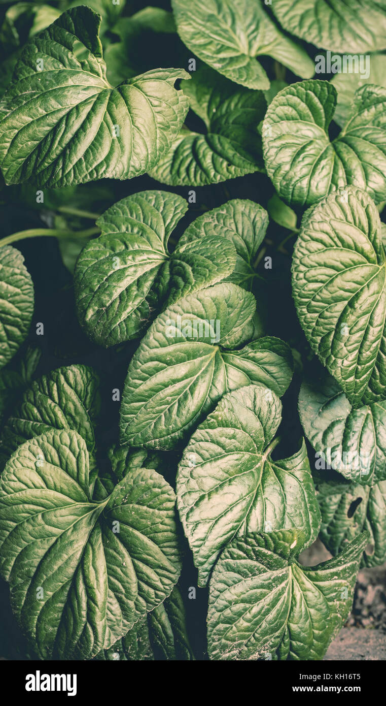 Natural abstract background leaves ground-cover green plant close-up ...