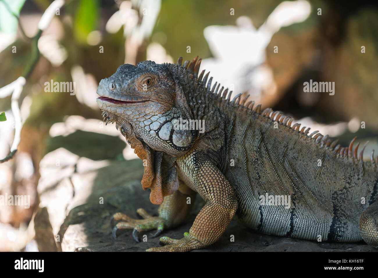 Close up lizard in zoo hi-res stock photography and images - Alamy