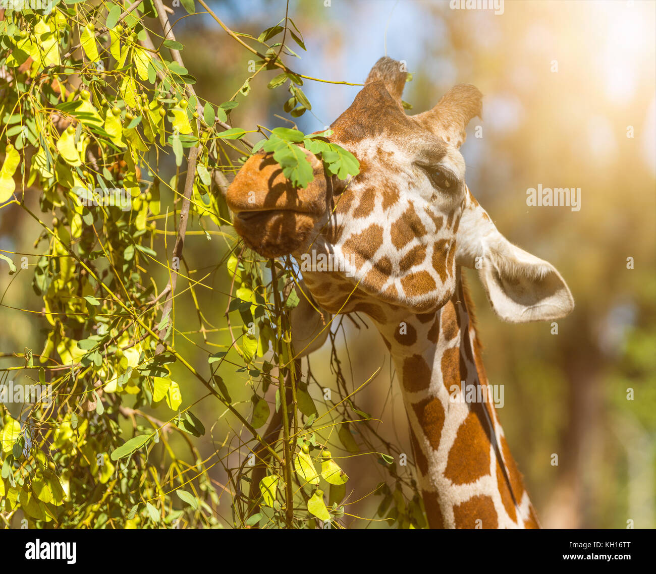 Giraffe eating leaves tree hi-res stock photography and images - Alamy