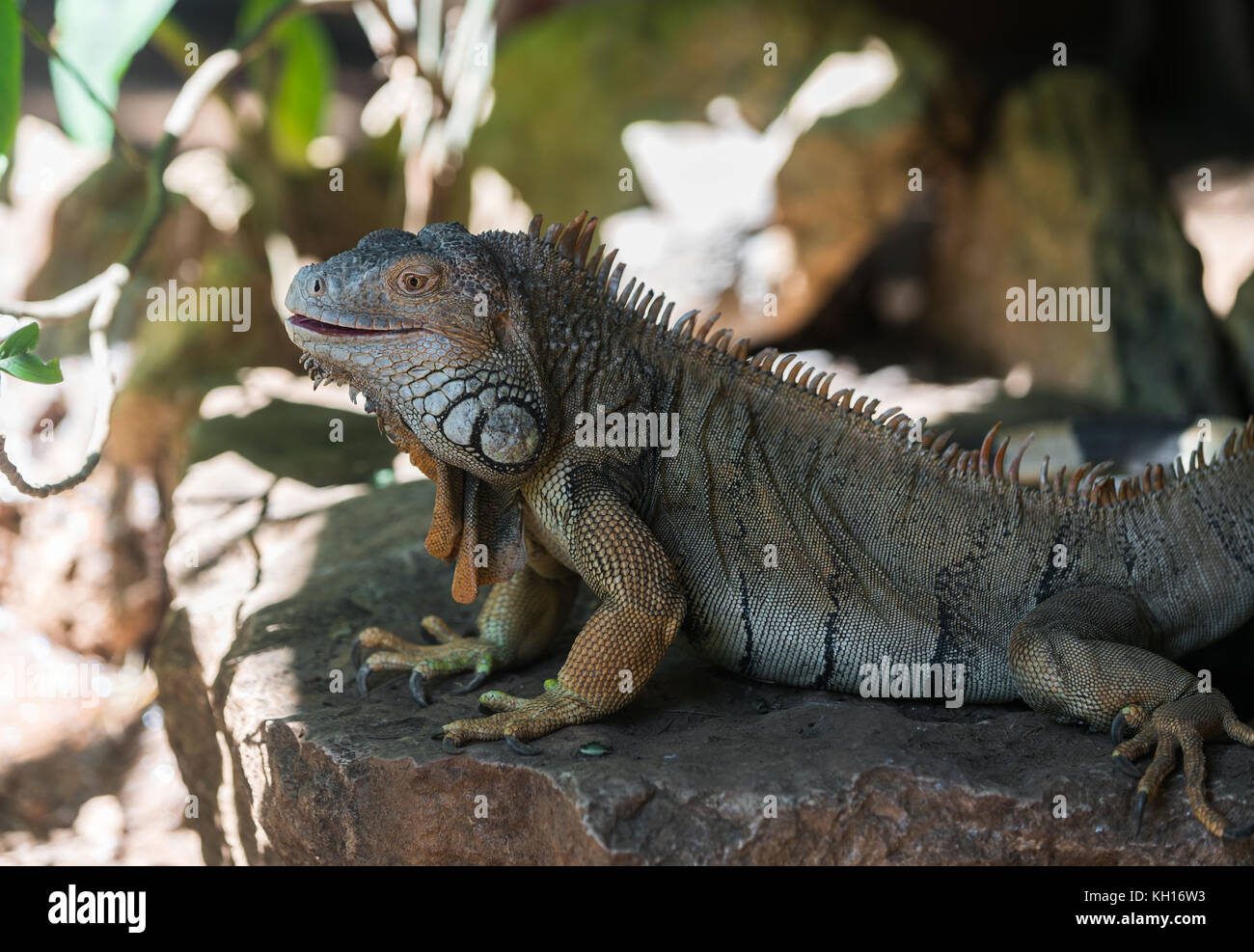 large iguana lizard in the wild close-up Stock Photo - Alamy
