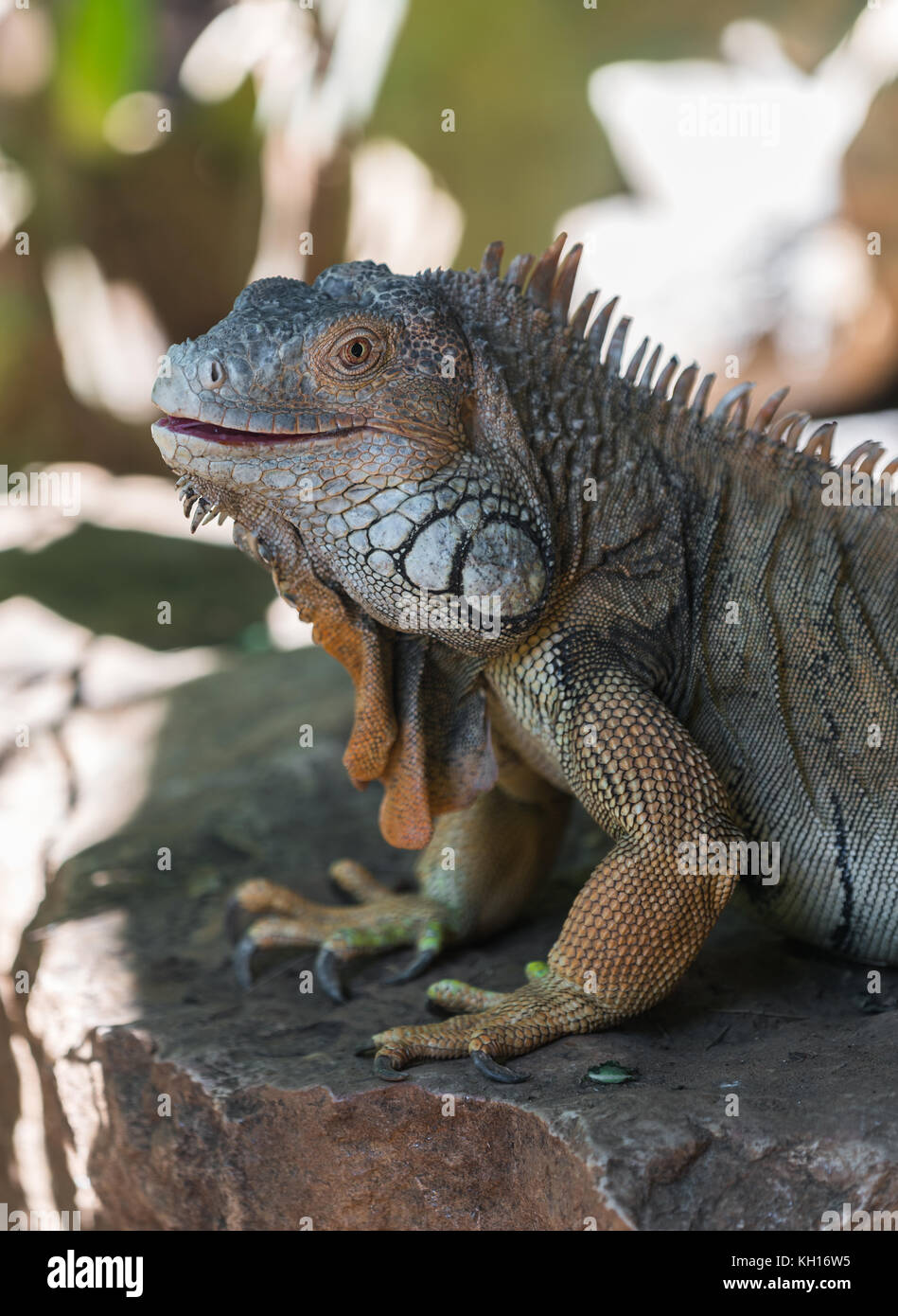 large iguana lizard in the wild close-up Stock Photo - Alamy