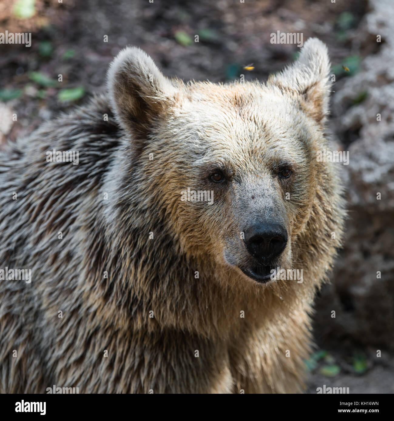 wild animal brown bear, close-up portrait Stock Photo - Alamy