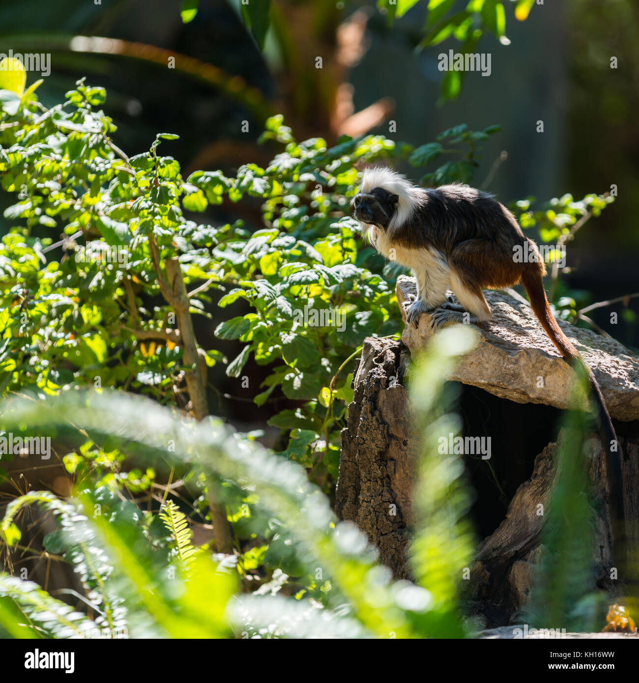 Small monkey on top tree hi-res stock photography and images - Alamy