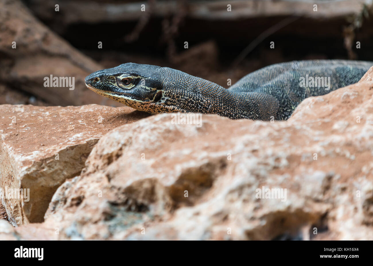 lizard lying on a stone close-up in the wild Stock Photo - Alamy